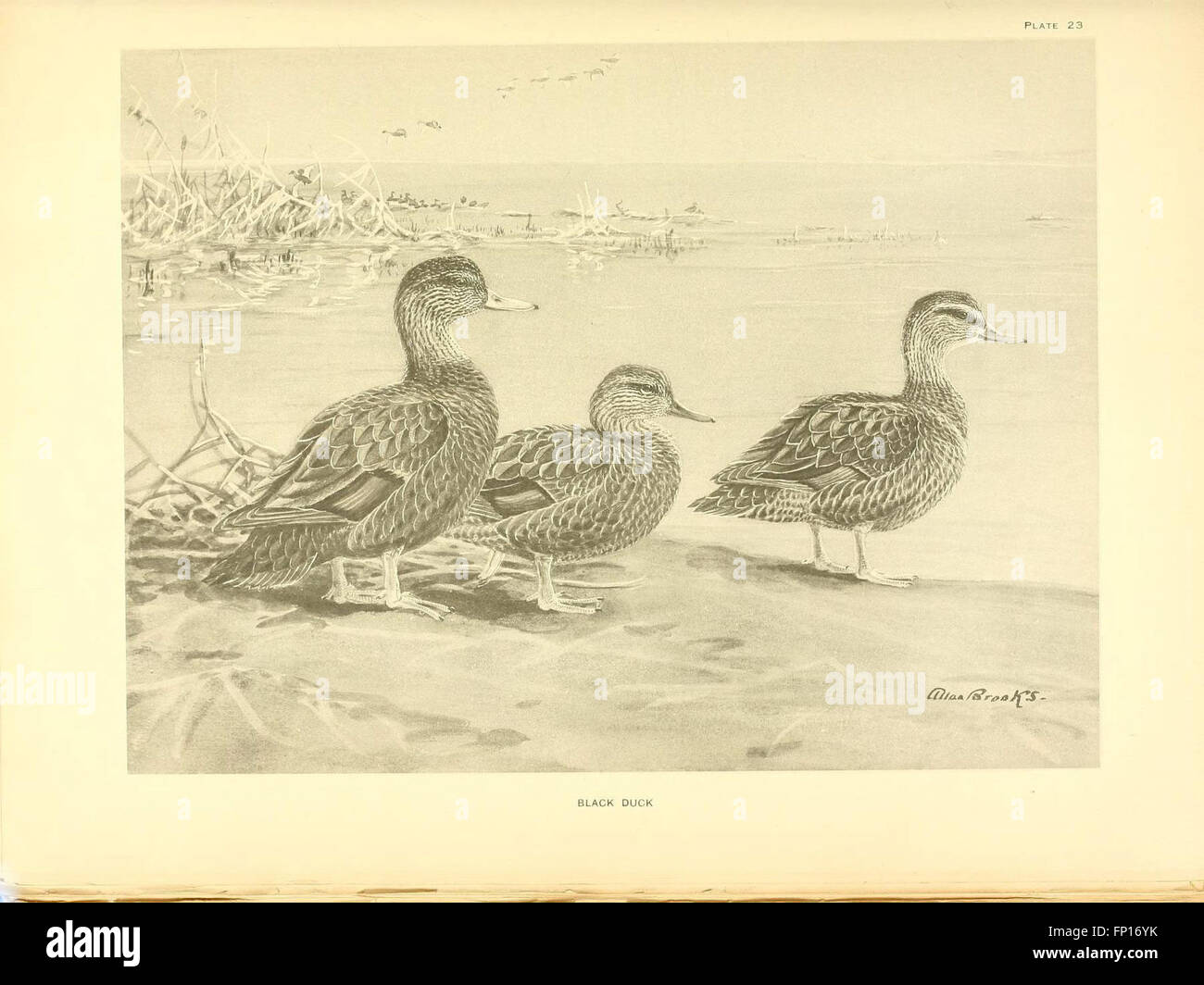 This natural history of ducks features detailed illustrations and ...