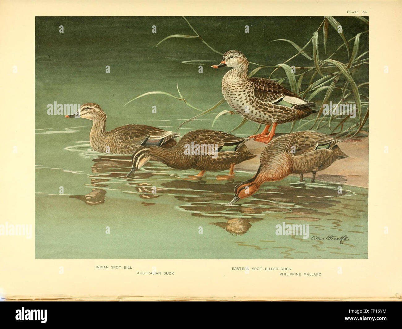This work provides a detailed natural history of ducks, with Plate 24 ...