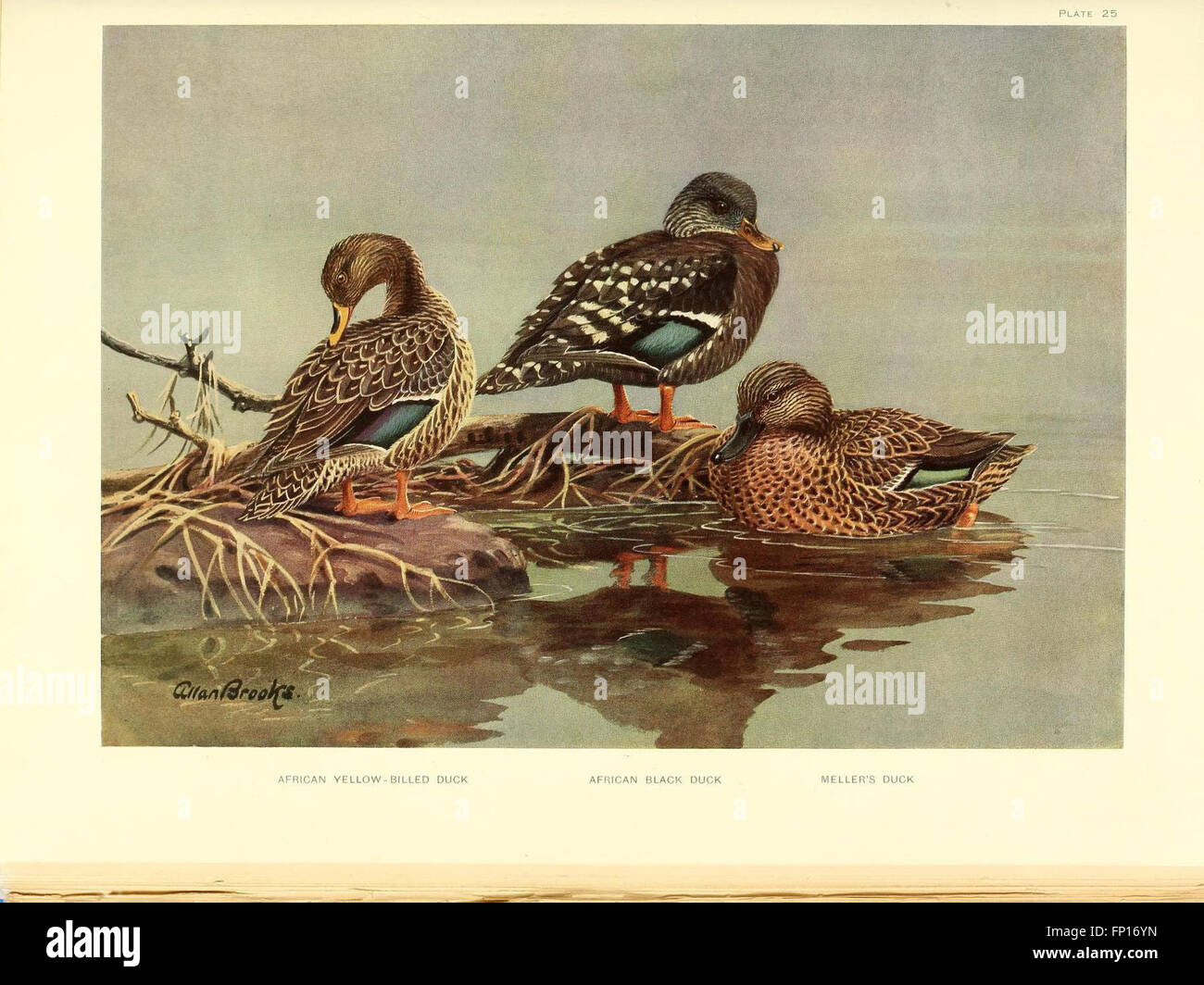 This work on ducks provides detailed information on various species ...