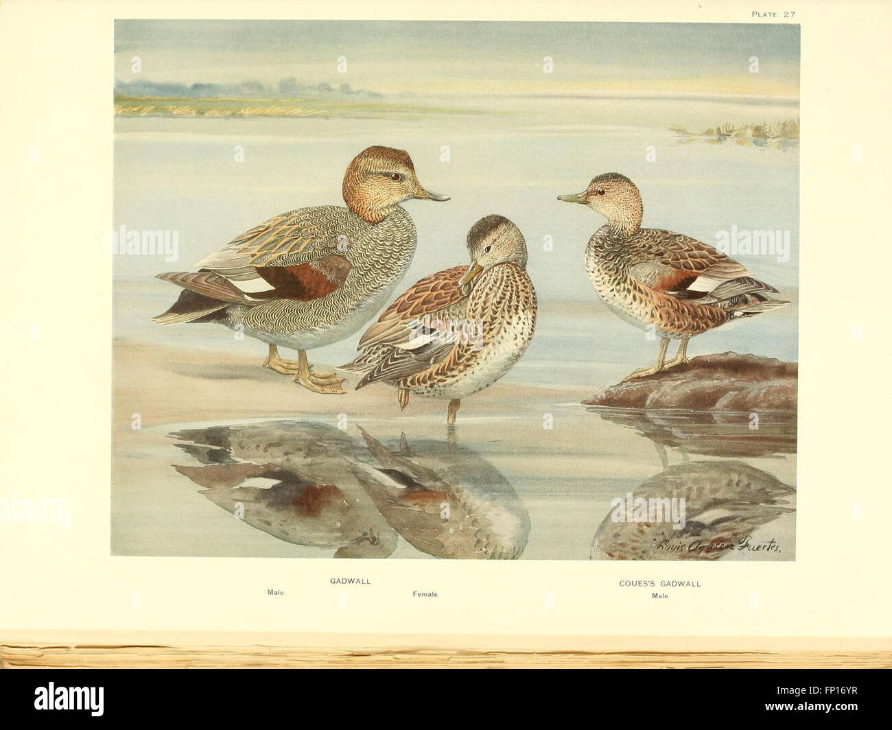 This natural history work presents detailed observations on ducks ...