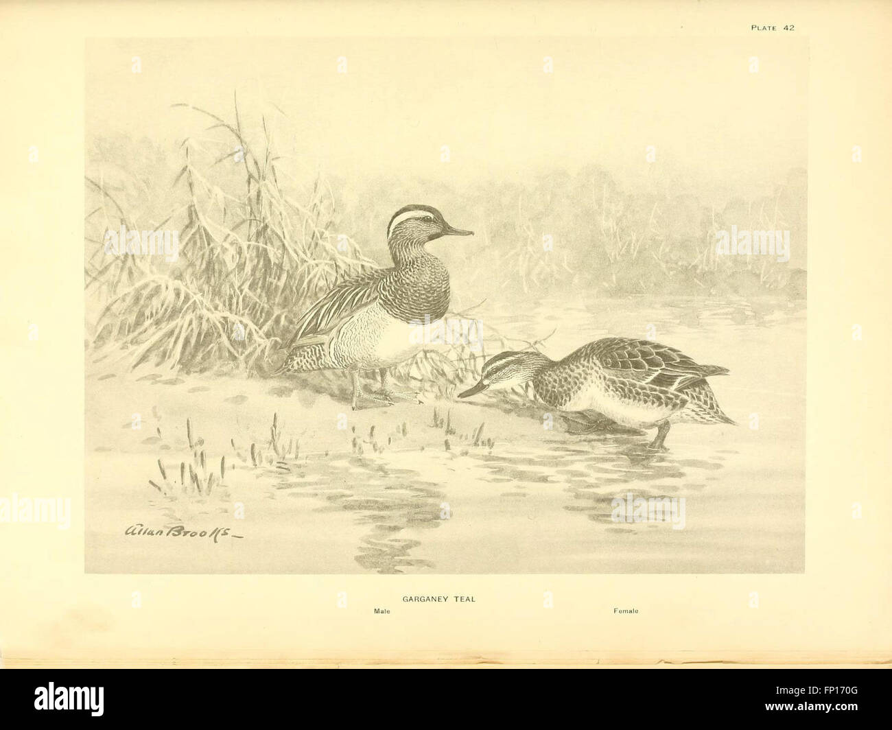This work provides a natural history of ducks, detailing their anatomy ...