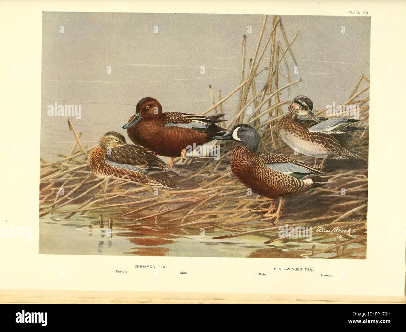 This work provides an in-depth look at ducks, their species, behaviors ...