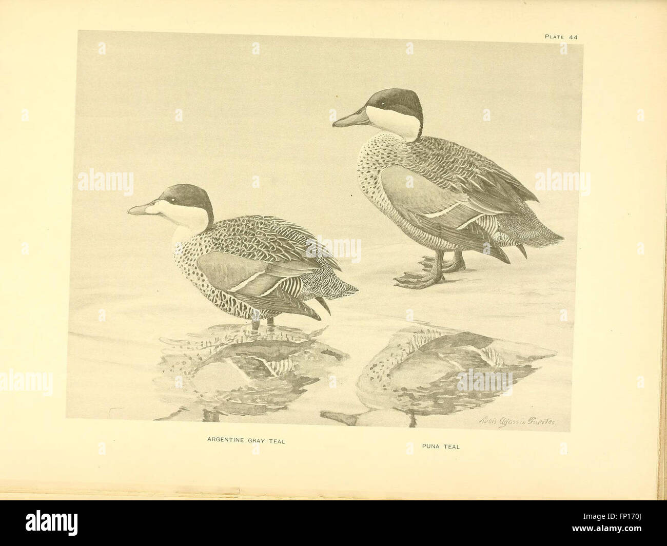Plate 44 from A Natural History of the Ducks features illustrations and ...