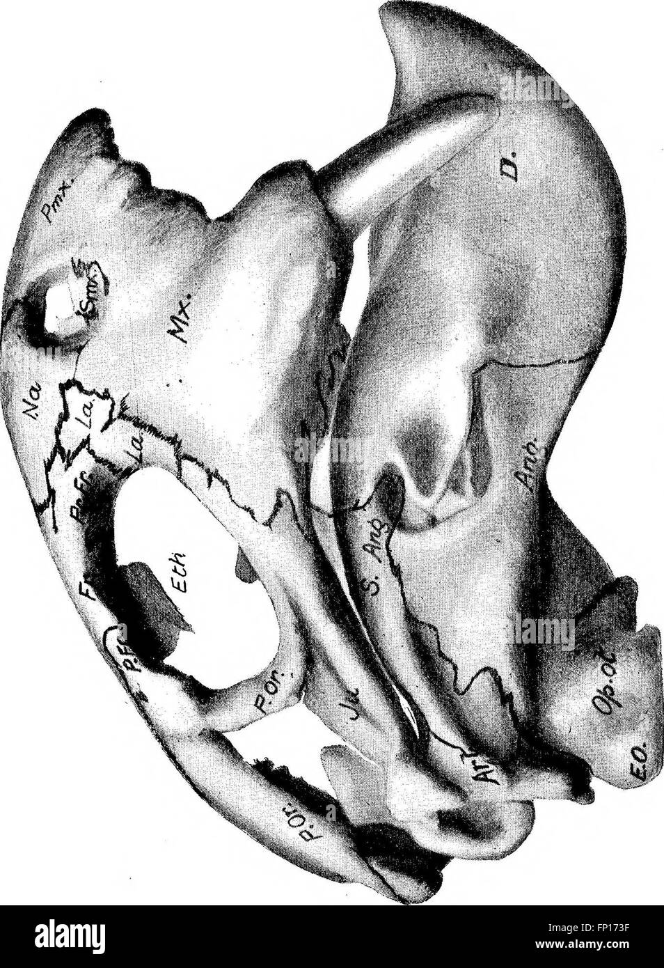 This 1914 study examines the skull of a Dicynodon, an extinct genus of ...