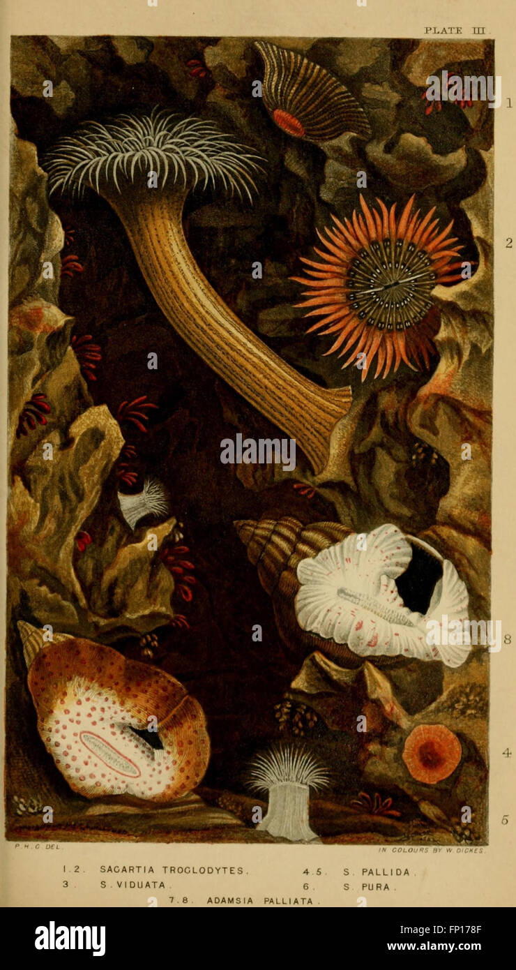 This work focuses on the British sea-anemones and corals, documenting ...