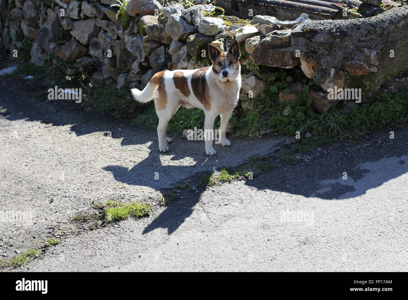 Dog and its shadow Stock Photo - Alamy