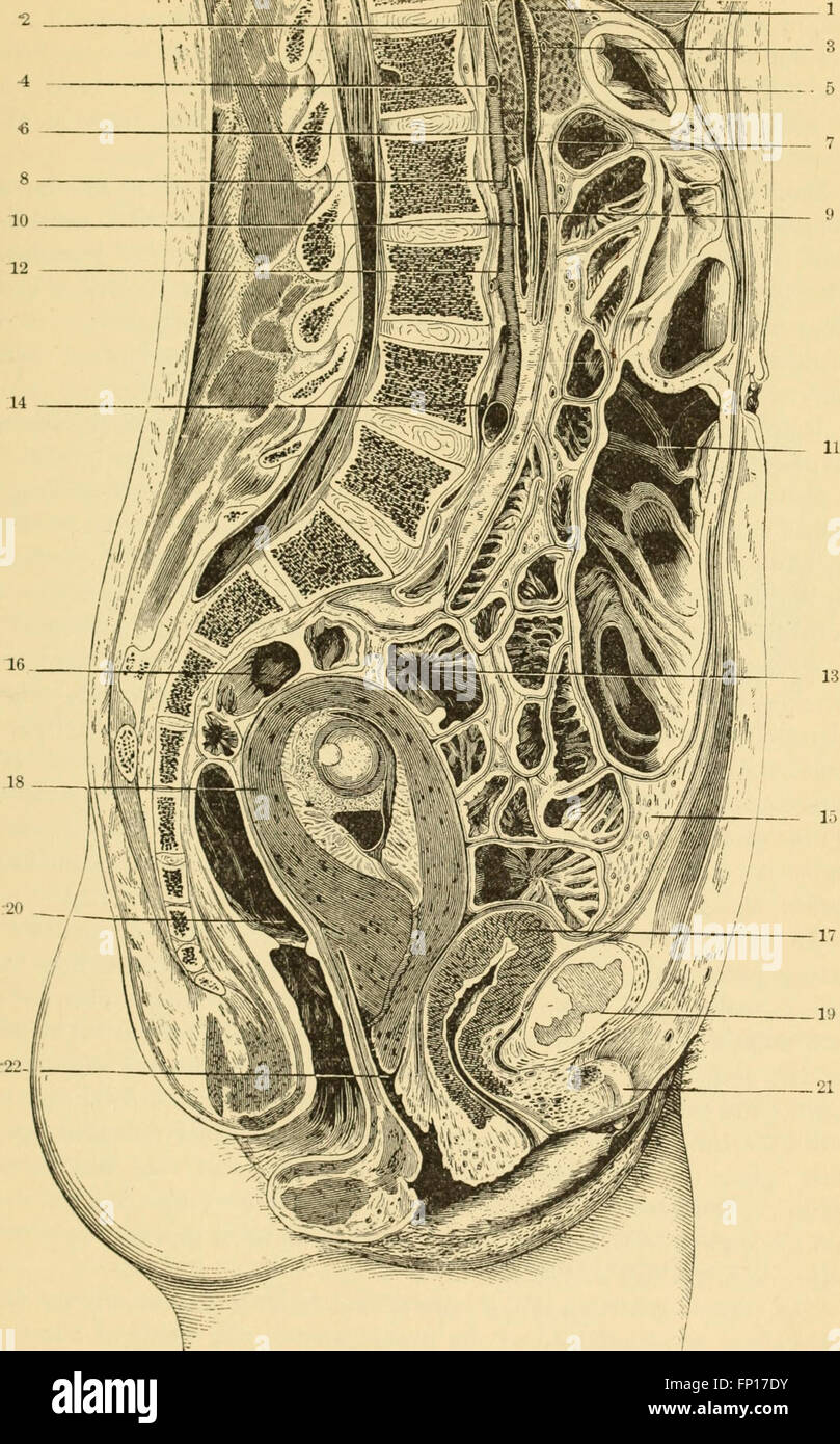 This 1888 work on obstetrics provides a detailed system for ...