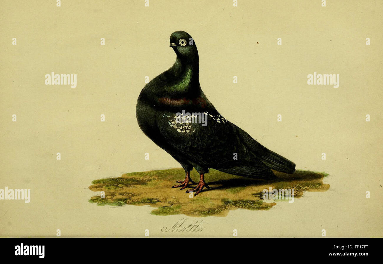 This work offers a comprehensive guide on breeding and managing various ...