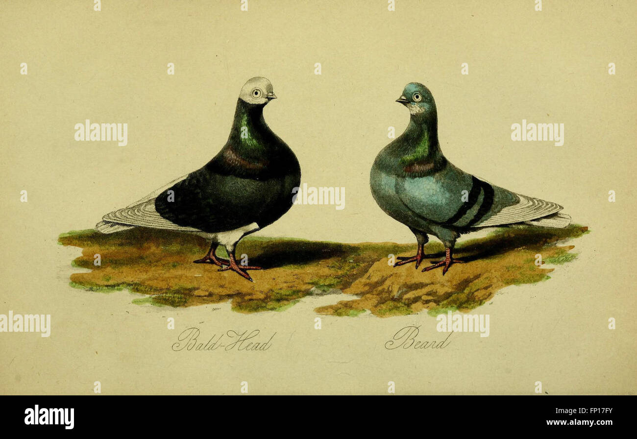 This treatise provides guidance on breeding and managing various types ...
