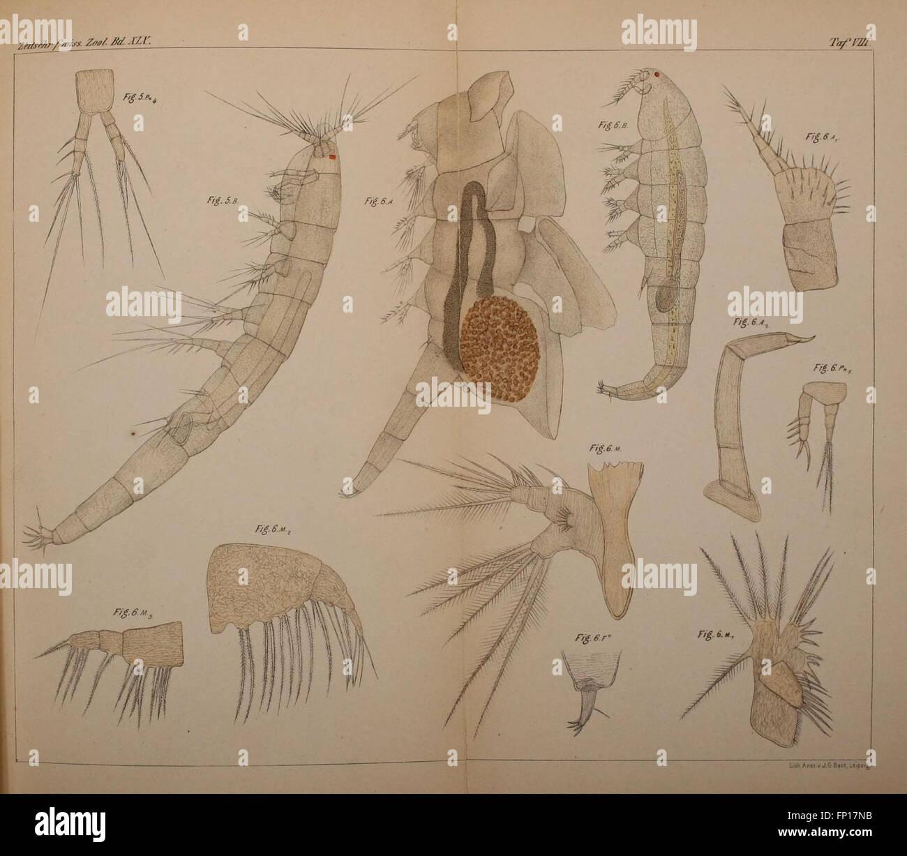 A scientific work examining parasitic crustaceans living within ...