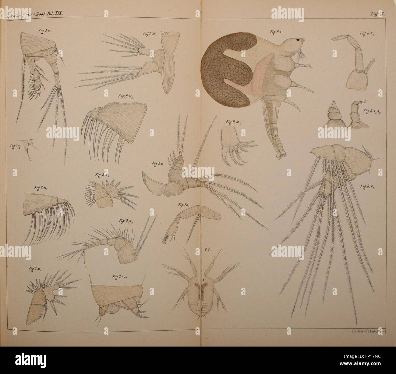 Crustaceans within marine biology hi-res stock photography and images ...