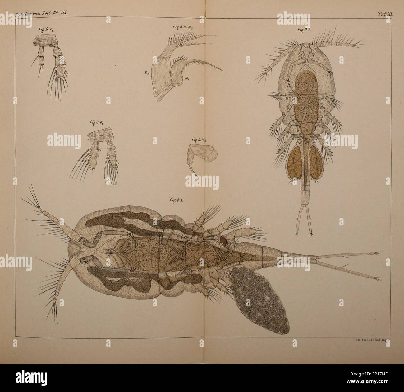 This scientific work focuses on parasitic crustaceans living within ...