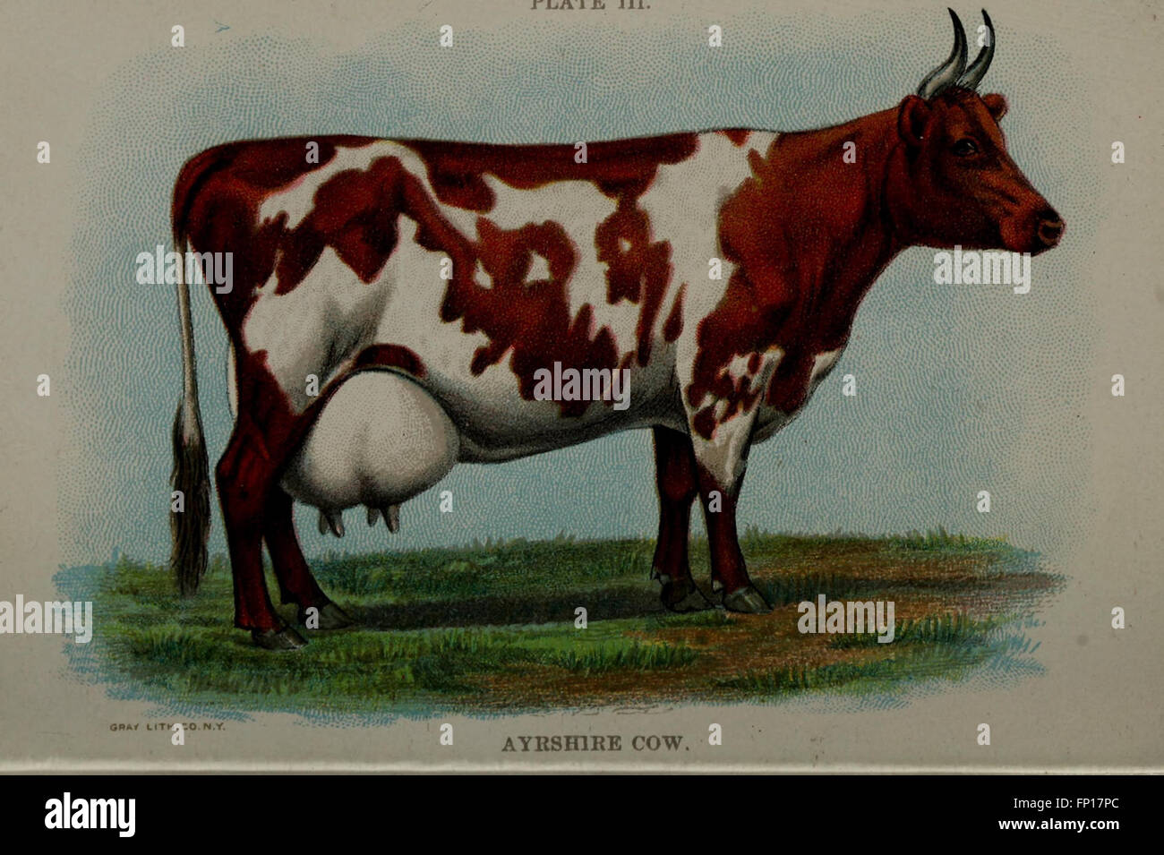 Plate III from the 'Biggle Cow Book' features illustrations and ...
