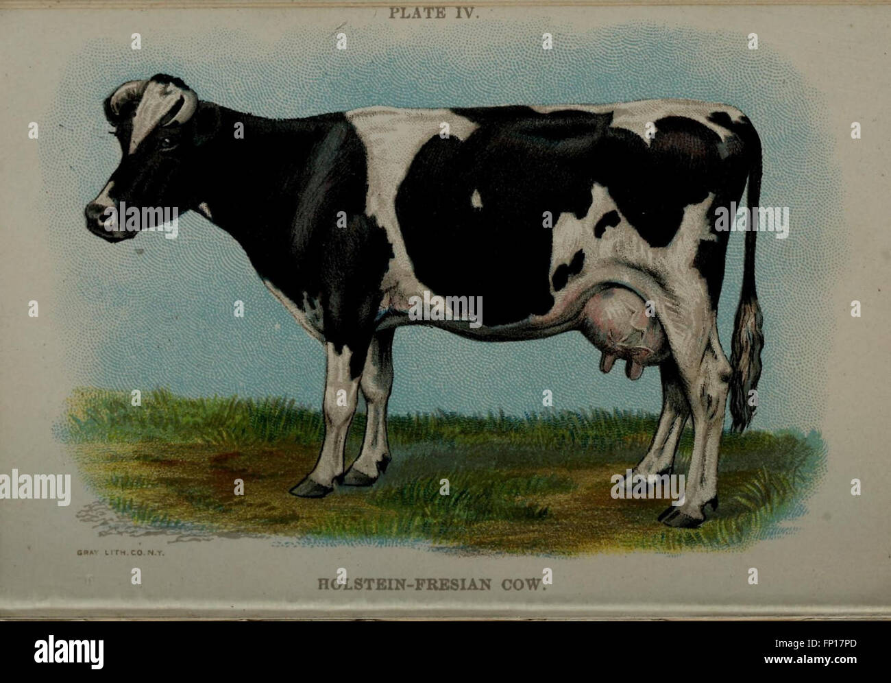 This plate from the 'Biggle Cow Book' features illustrations and ...