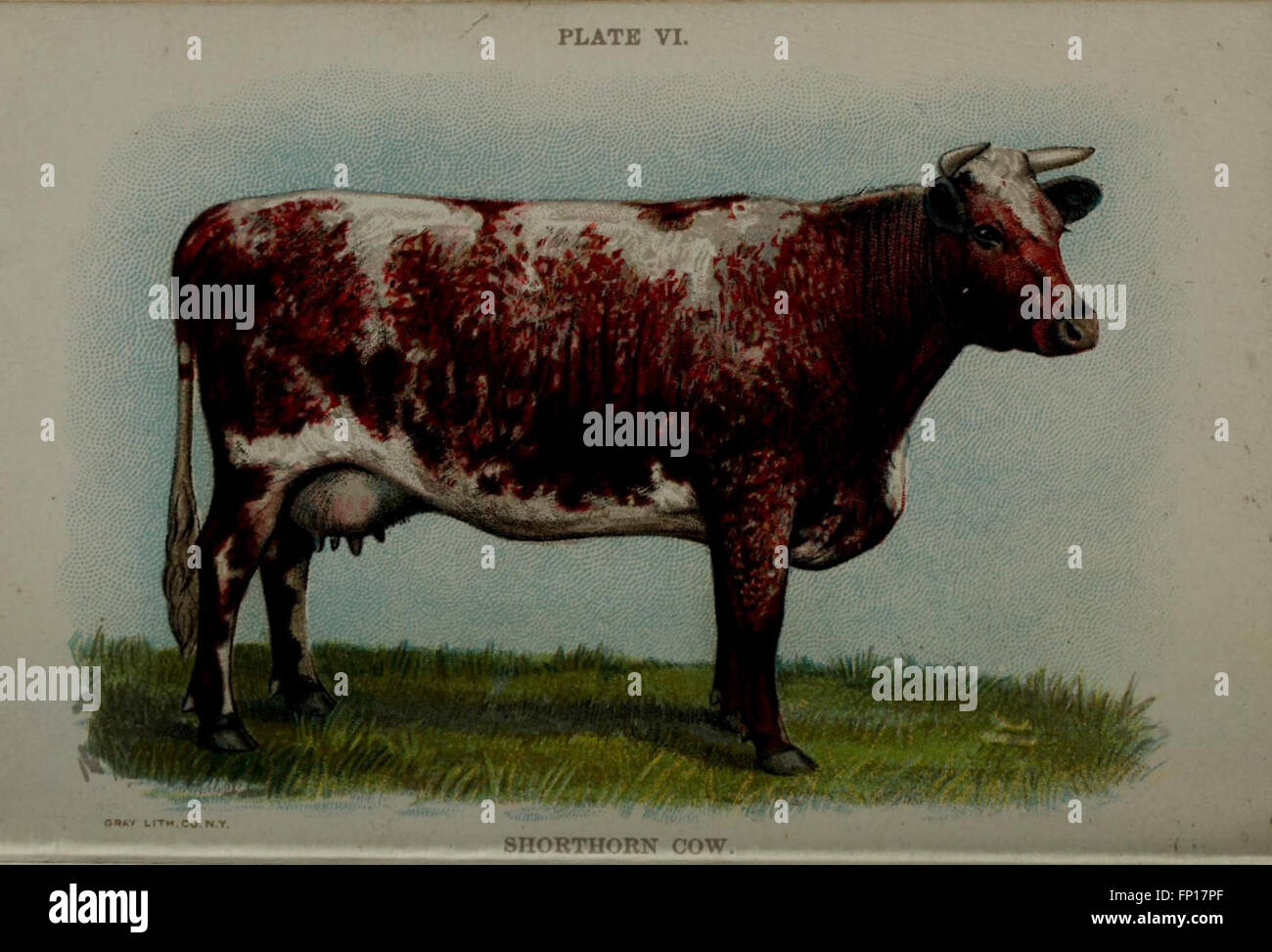 Biggle cow book hi-res stock photography and images - Alamy