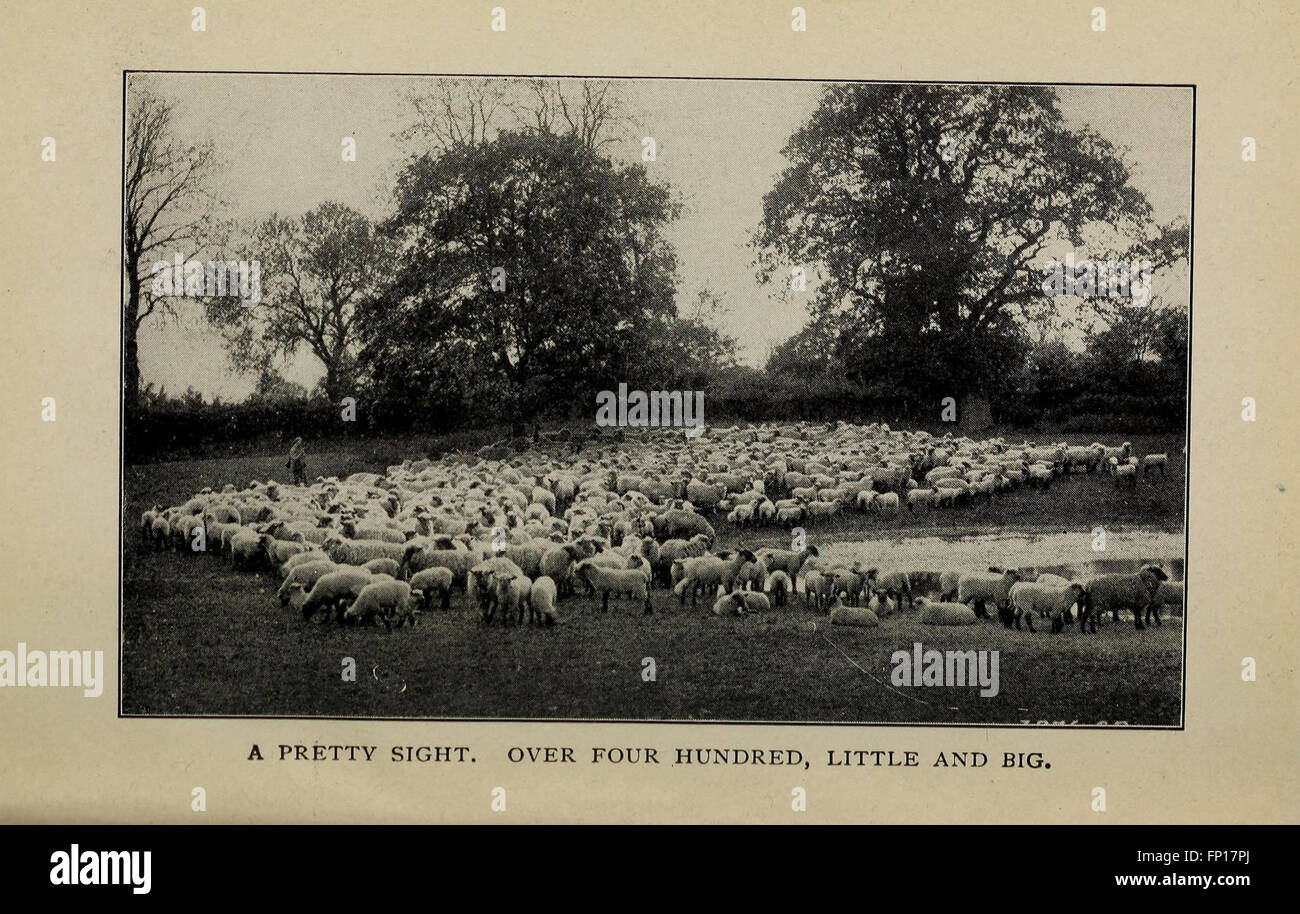 The *Biggle Sheep Book* frontispiece presents an illustration depicting ...