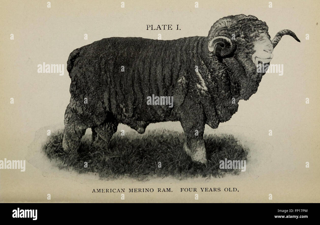 Plate I from the 'Biggle Sheep Book' presents detailed information on ...