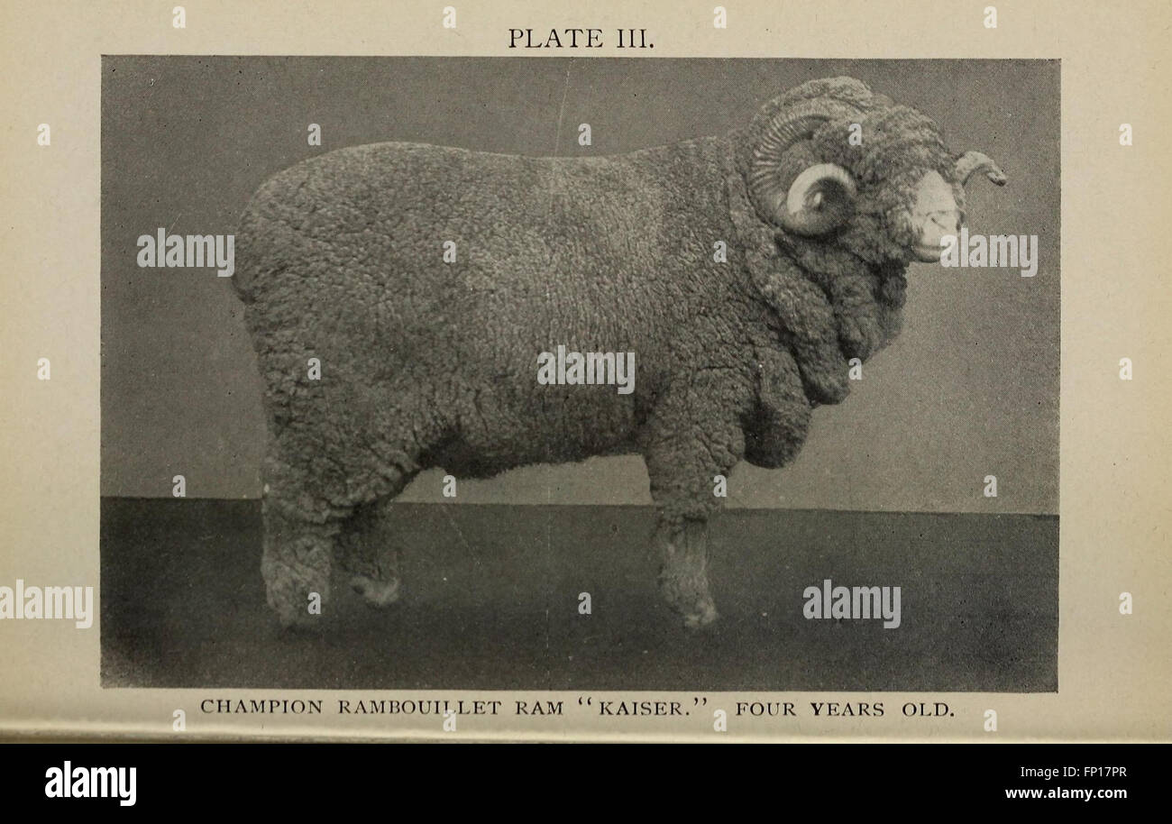 The Biggle Sheep Book provides comprehensive information about sheep ...