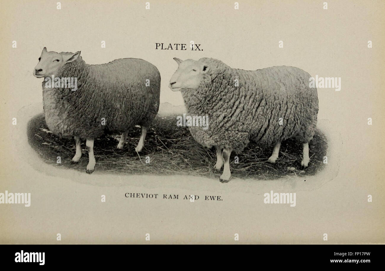 The 'Biggle Sheep Book' provides practical information on raising sheep ...