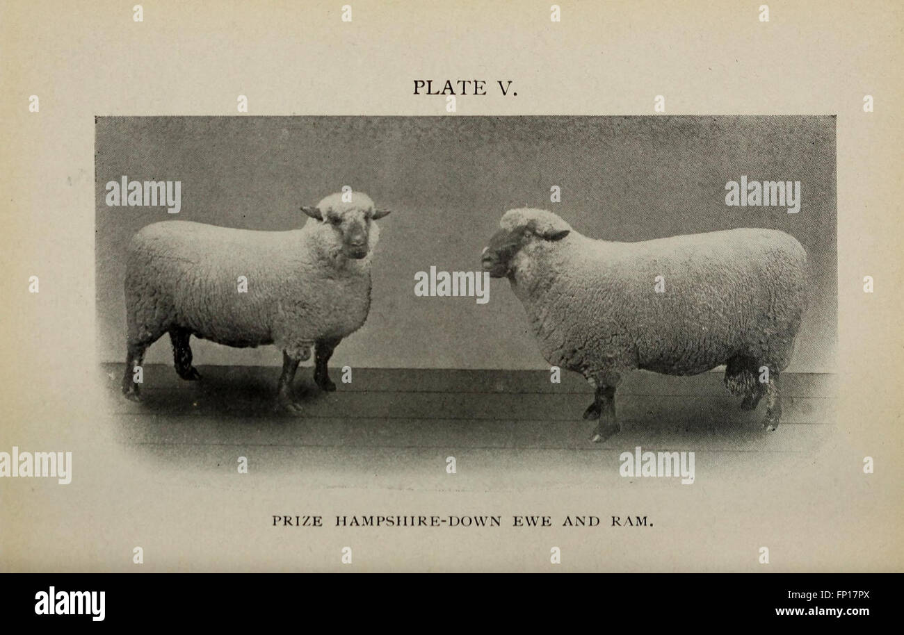 Biggle sheep book hi-res stock photography and images - Alamy