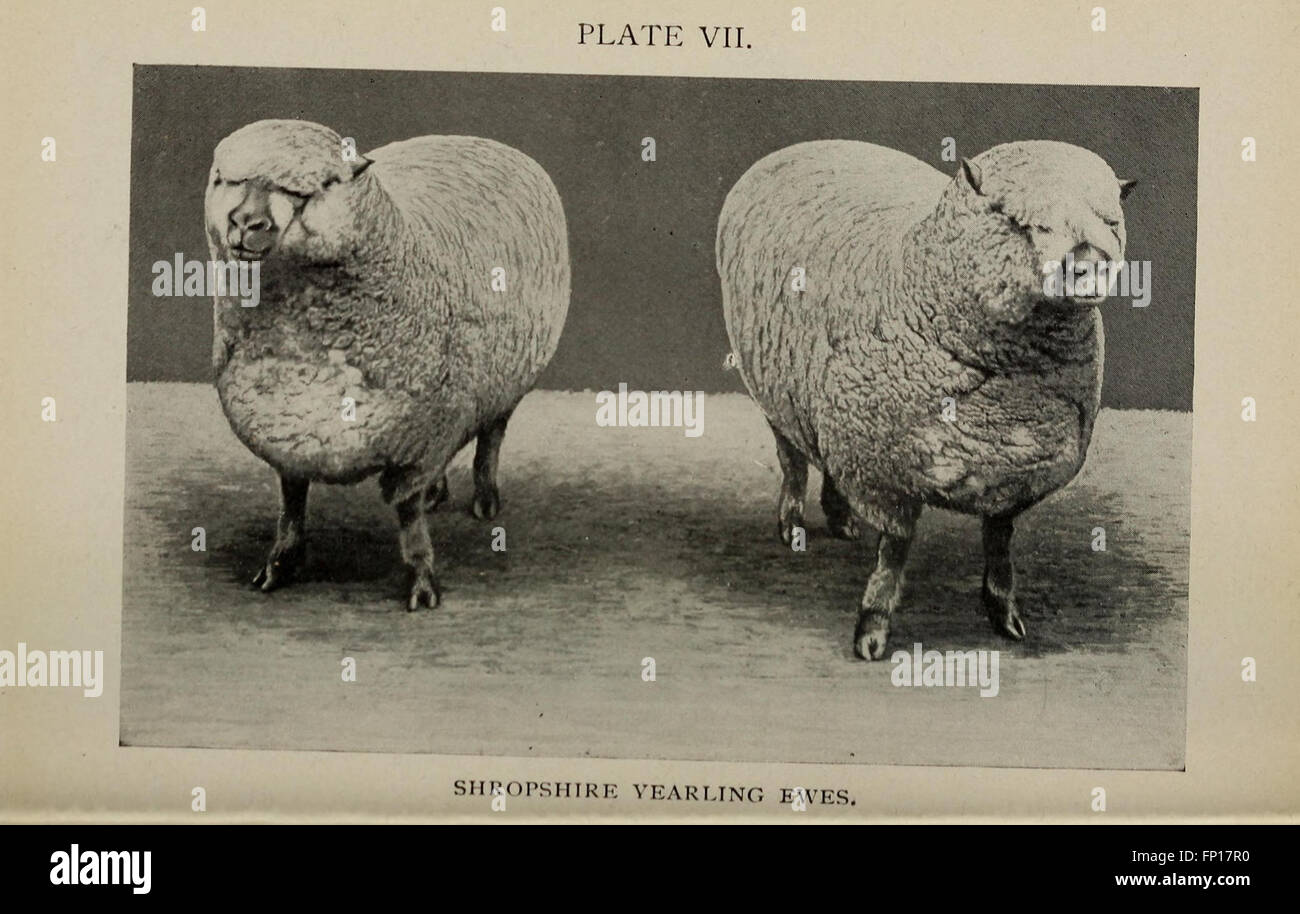 The 'Biggle Sheep Book' includes a detailed depiction of sheep breeds ...