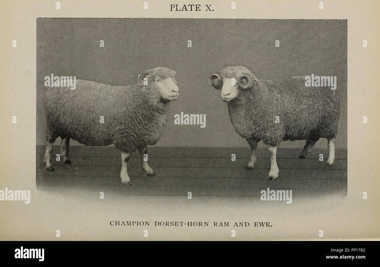 Biggle sheep book hi-res stock photography and images - Alamy