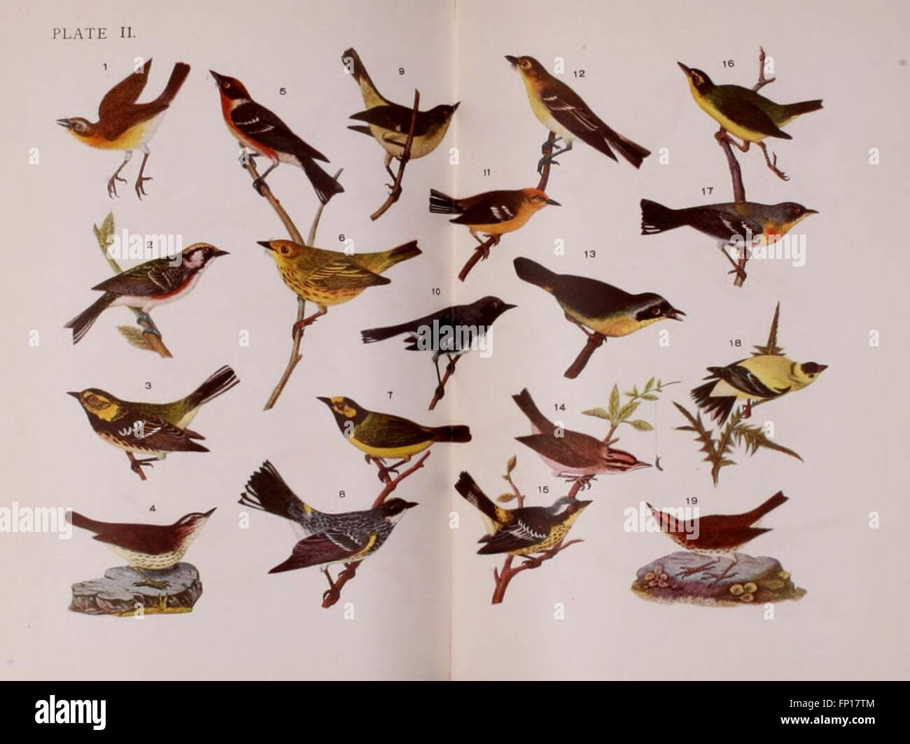 This plate from 'Birdcraft' illustrates various bird species, focusing ...