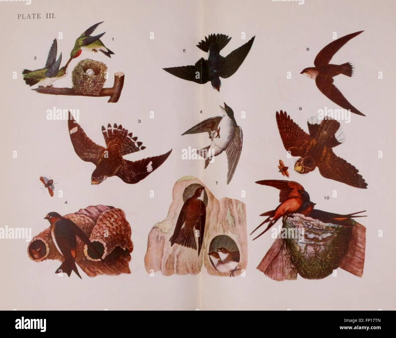 'Birdcraft' is a guide to bird identification and observation, with ...