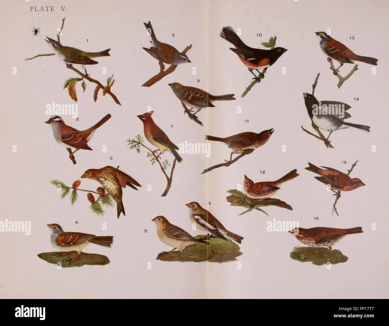 Identifying birds of prey hi-res stock photography and images - Alamy