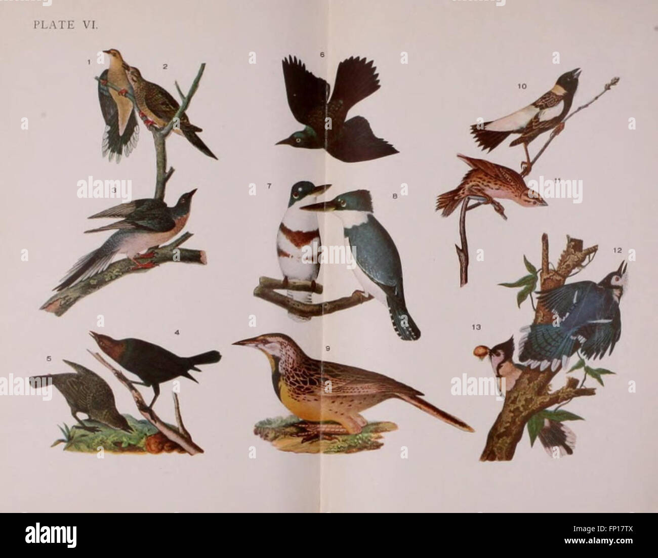 This plate from Birdcraft features detailed illustrations of birds ...