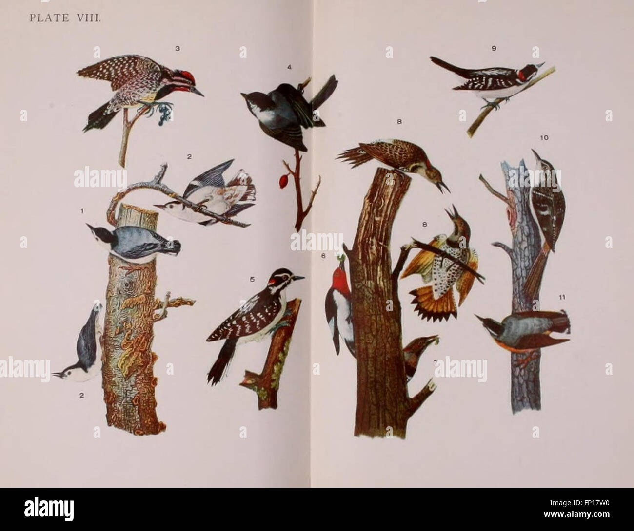 Plate VIII from Birdcraft depicts various species of birds ...