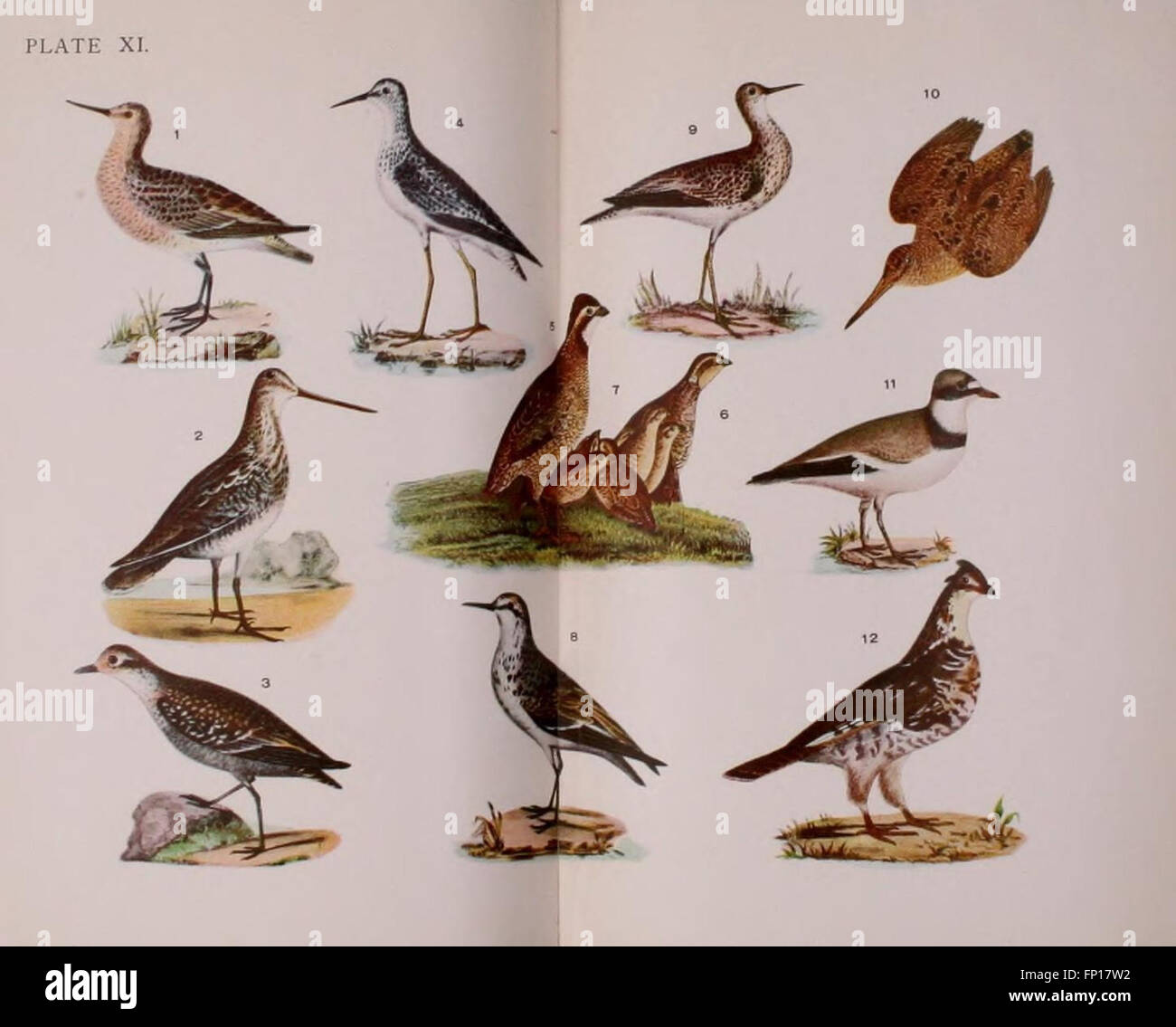 'Birdcraft' is a comprehensive guide to birdwatching and bird species ...