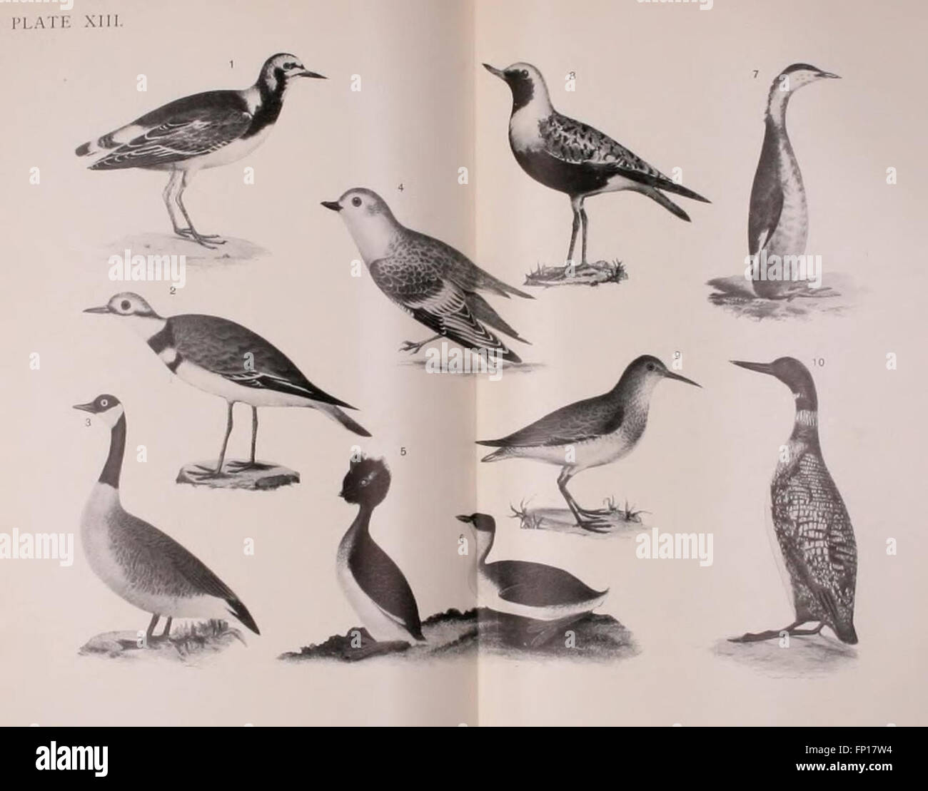 Plate XIII from 'Birdcraft' presents detailed illustrations of various ...