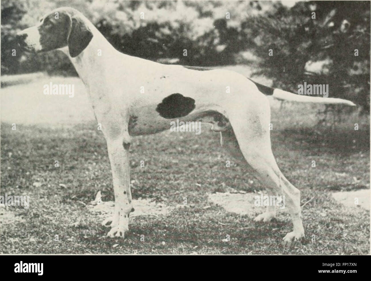 'Bird Dogs in Sport and Conservation' (1948) focuses on the role of ...