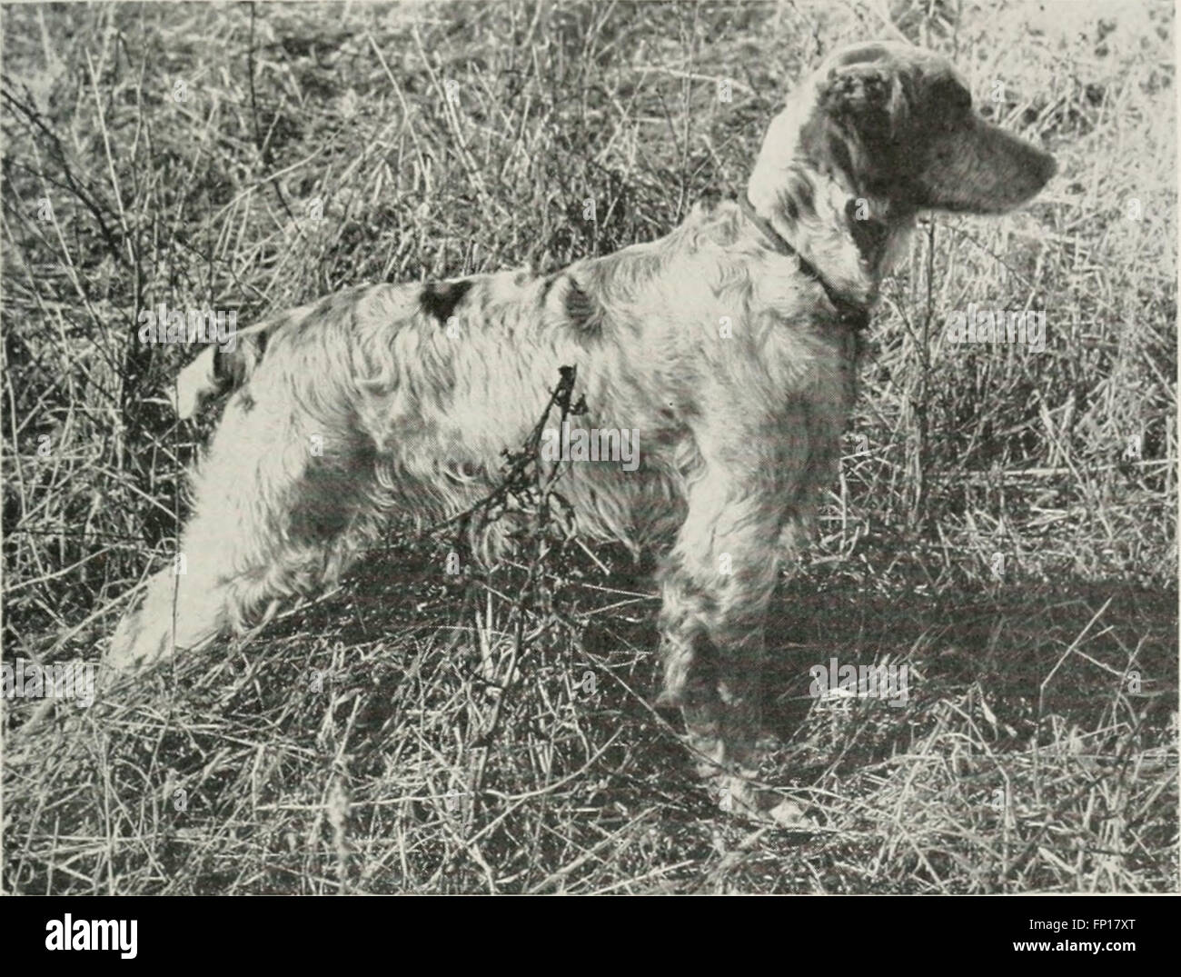 This 1948 work explores the role of bird dogs in both sporting ...