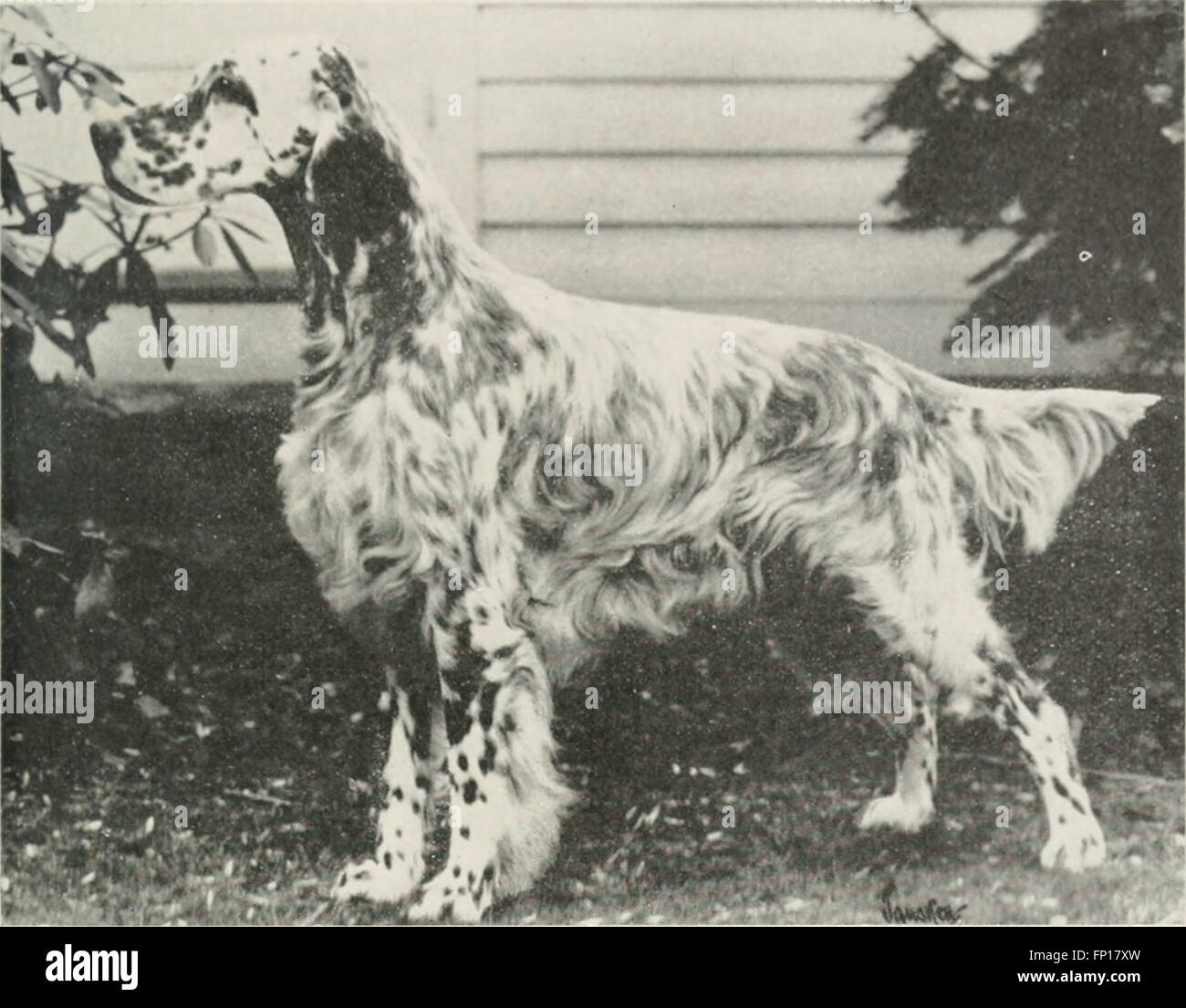 This 1948 work focuses on bird dogs, their role in sport and wildlife ...