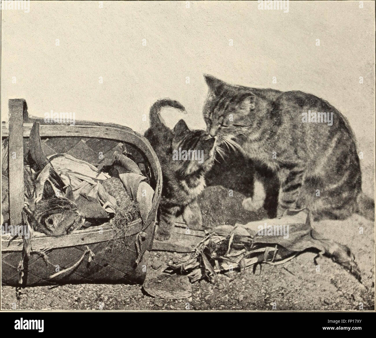 'Alexander and Some Other Cats' (1929) is a book that shares stories ...