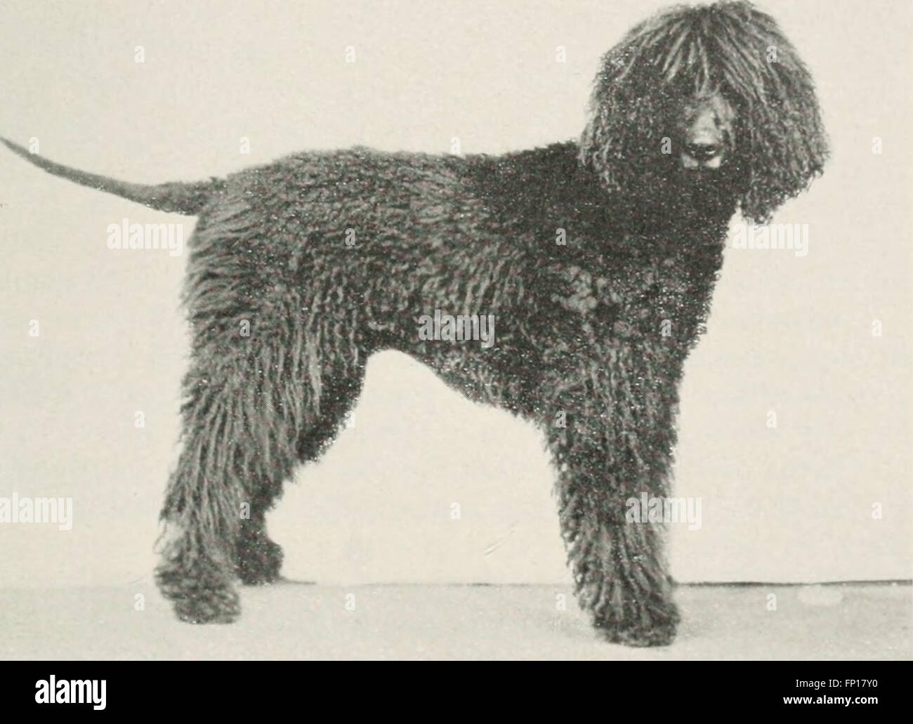 This 1948 book discusses the role of bird dogs in sports and ...