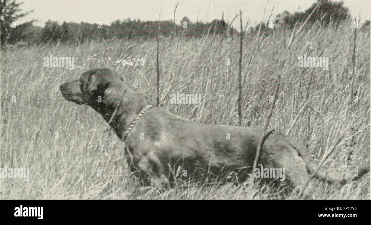 *Bird Dogs in Sport and Conservation* (1948) examines the role of bird ...