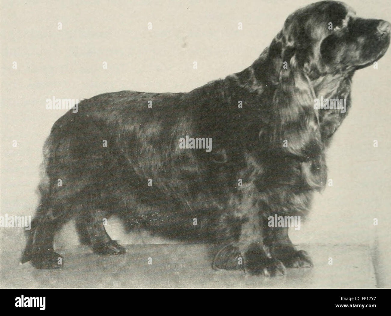 'Bird Dogs in Sport and Conservation' (1948) provides insights into the ...