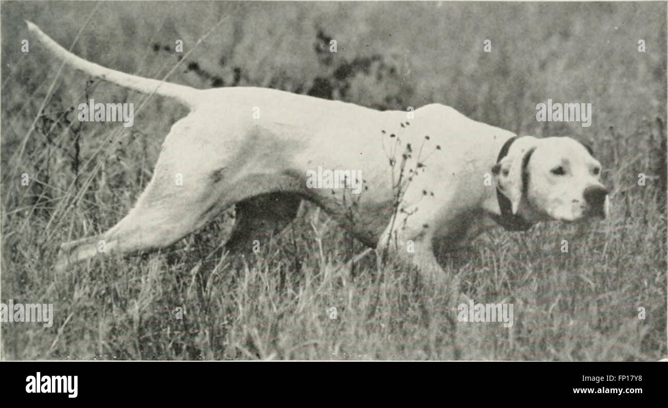 Bird dogs in sport and conservation (1948 Stock Photo - Alamy