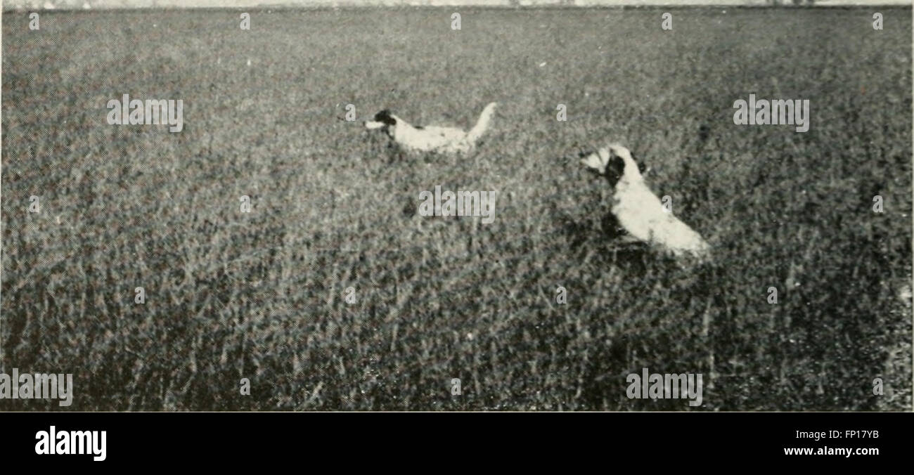 Bird Dogs in Sport and Conservation (1948) explores the role of bird ...