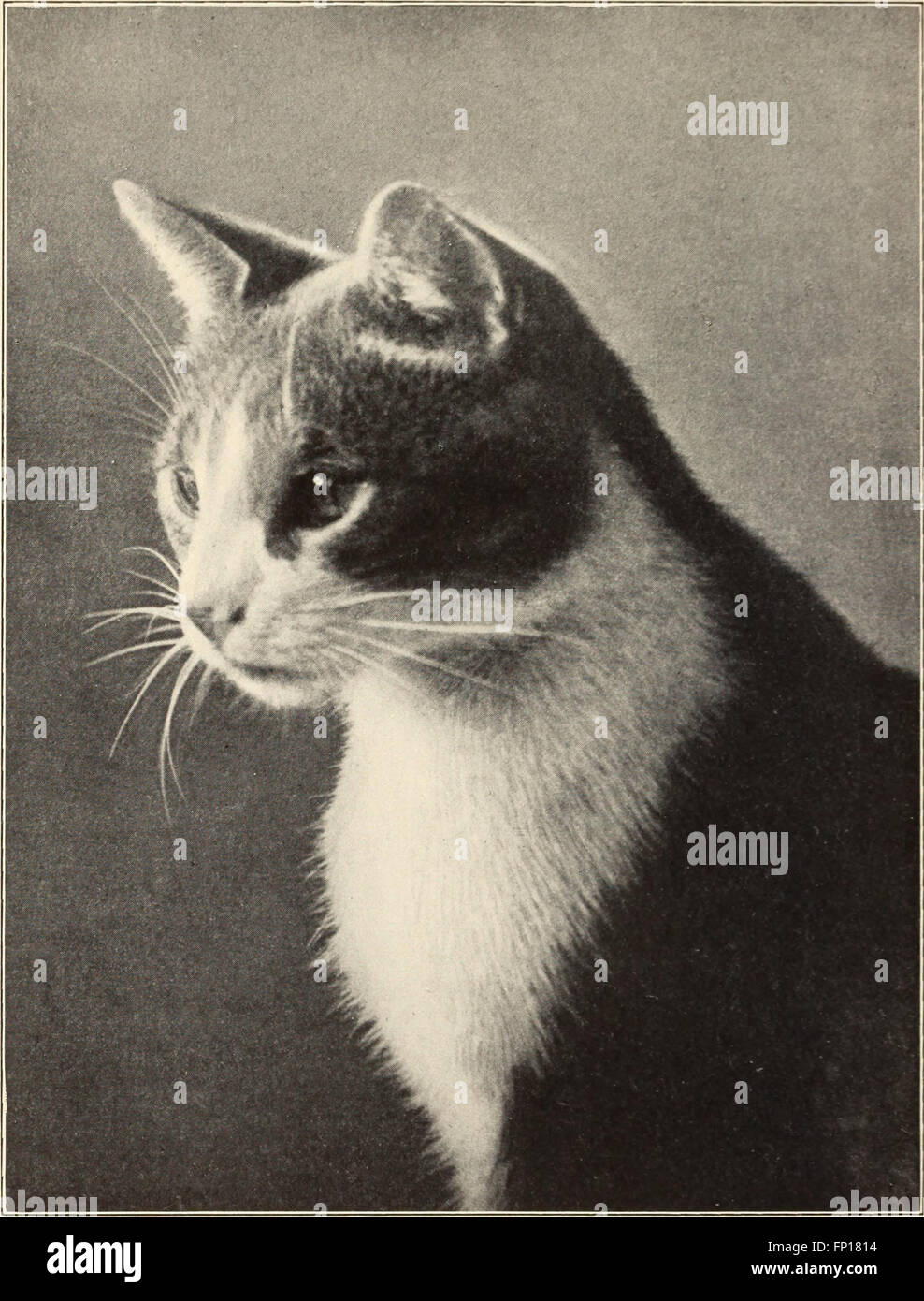 A story from 1929 about a cat named Alexander and his adventures ...