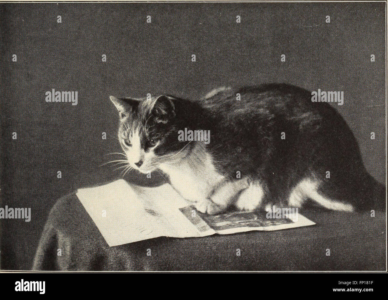'Alexander and Some Other Cats' (1929) is a lighthearted exploration of ...
