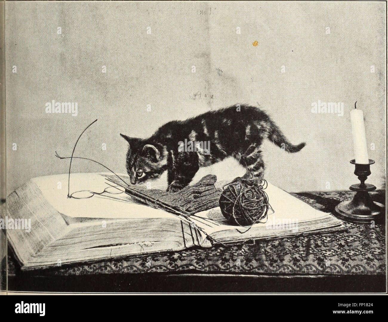 This 1929 book by Alexander offers insights into the lives of cats ...