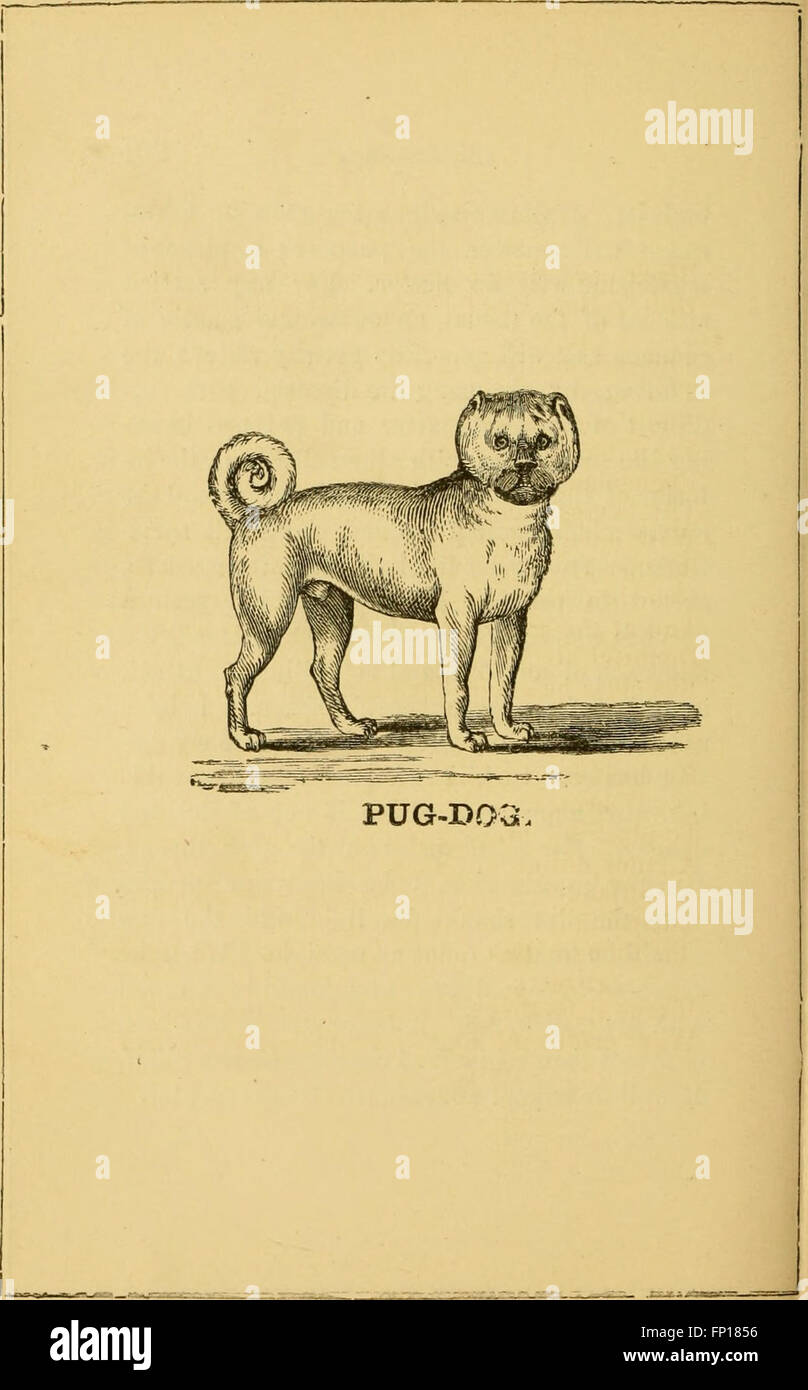 This work, from 1877, covers the essential aspects of dog care ...
