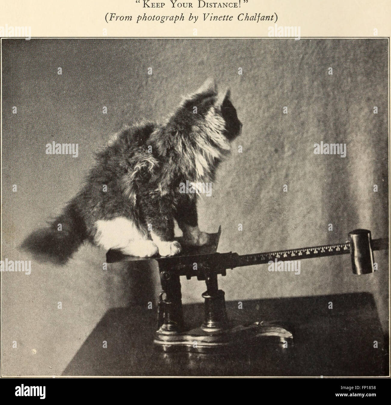 'Alexander and Some Other Cats' (1929) is a collection of short stories ...