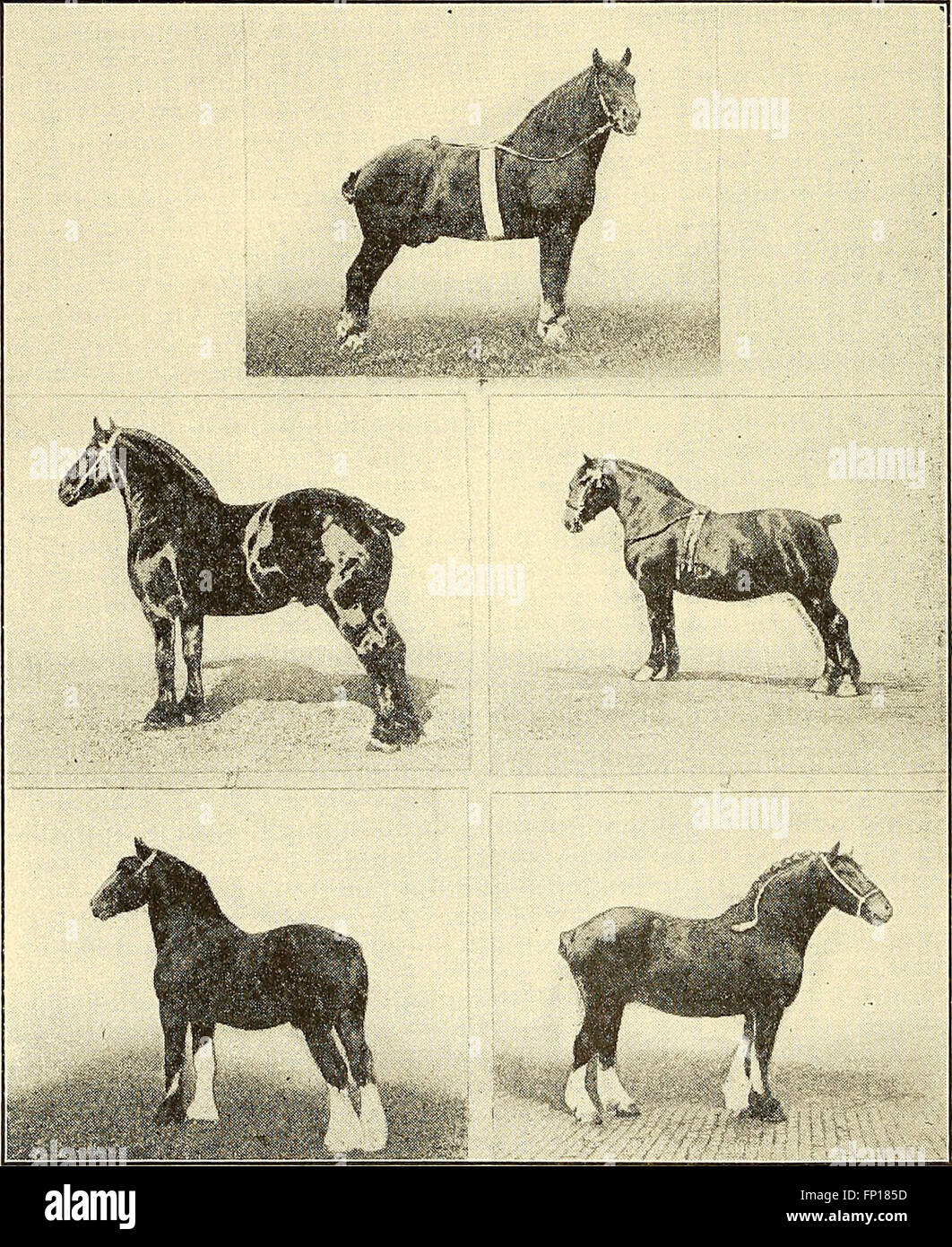The 1914 guide on the breeding of farm animals provides practical ...