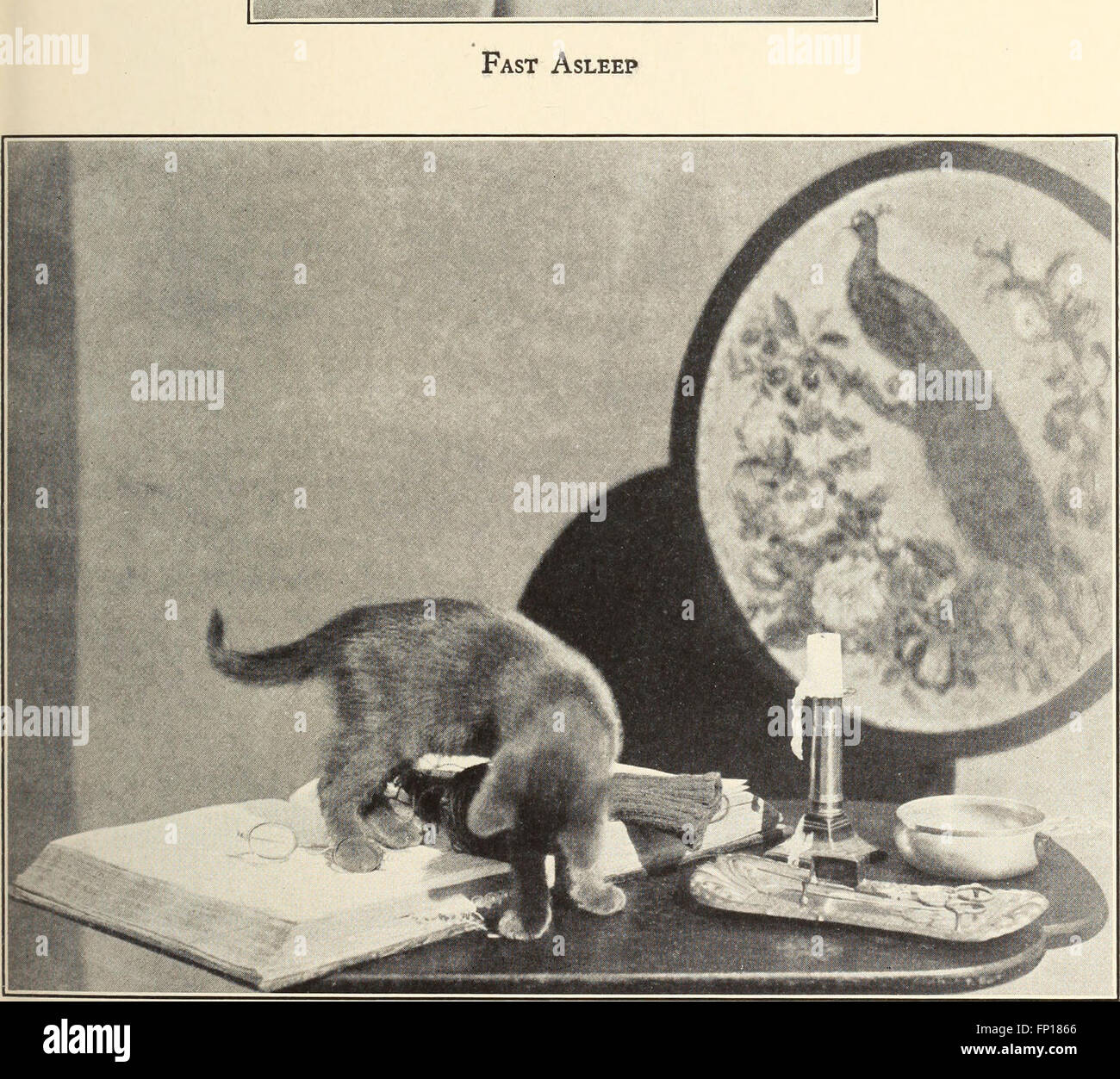 'Alexander and Some Other Cats' (1929) is a book that explores the ...