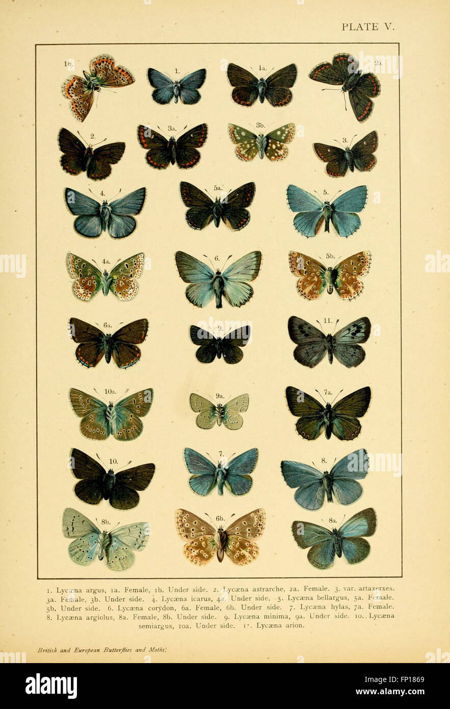 This plate showcases various species of butterflies and moths from ...